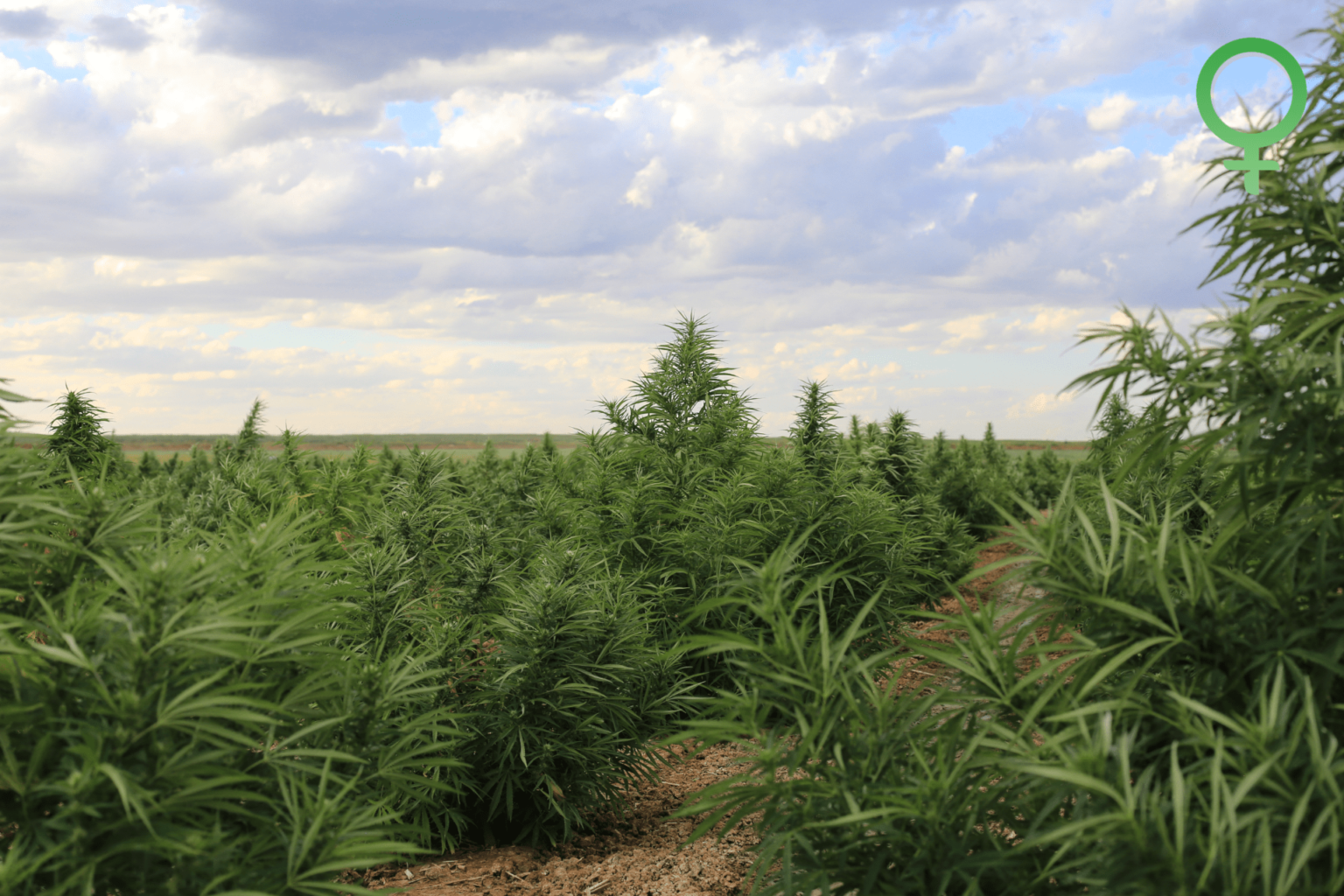 What is the Industrial Hemp Pilot Program? - fortunahemp.com Seeds