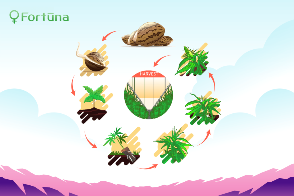 Stages Of Hemp Growth And Production