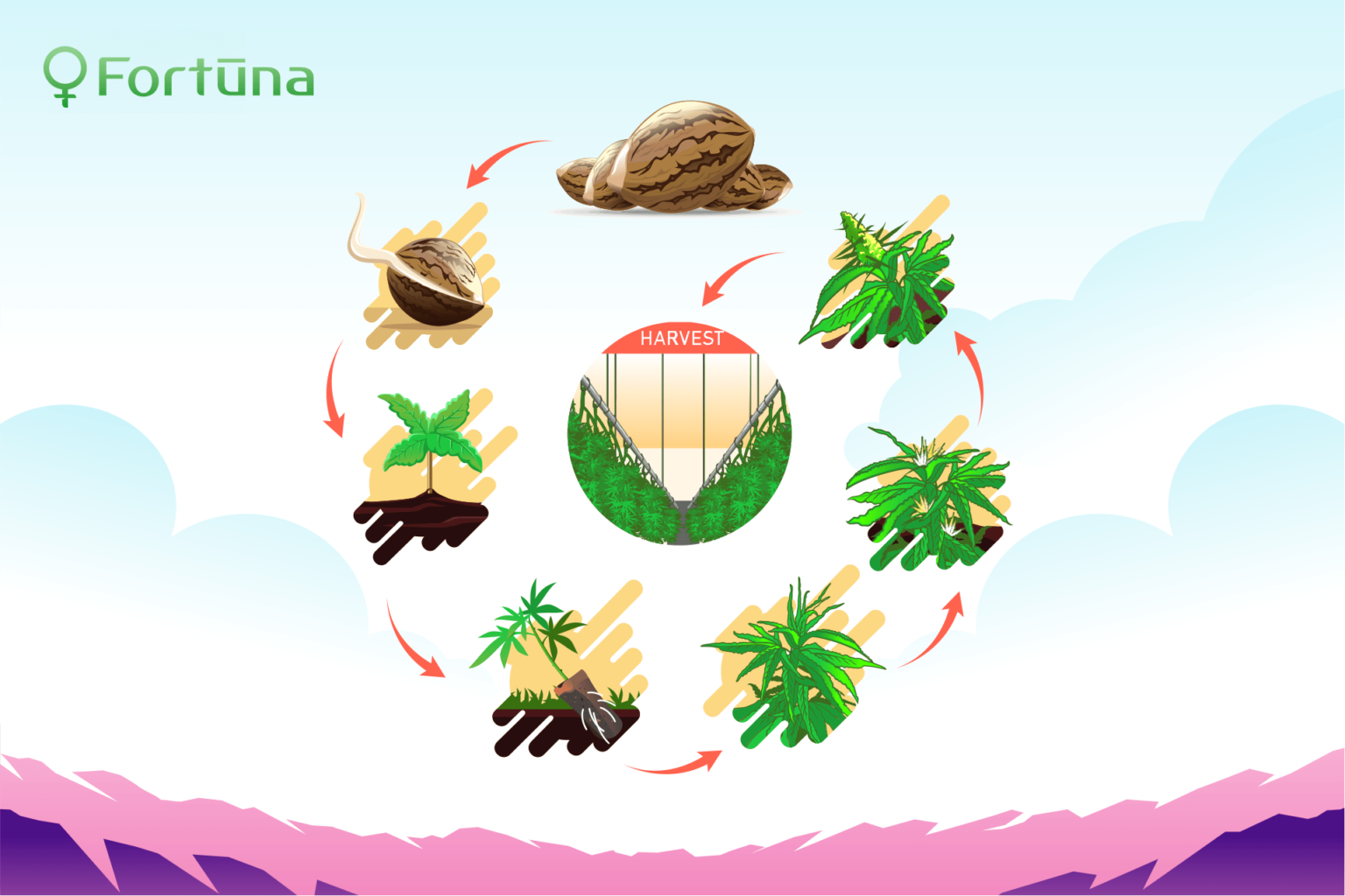 Stages of Hemp Growth and Production - fortunahemp.com