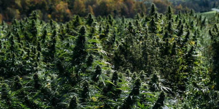 The Best Hemp Strains for Humid Climates